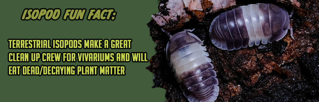 Pet products for Isopods, Jumping Spiders, Millepedes, Tarantulas ...